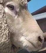 Sheep Labeled Image Dataset | images.cv