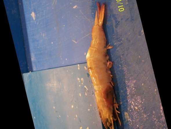 Shrimp Labeled Image Dataset | images.cv