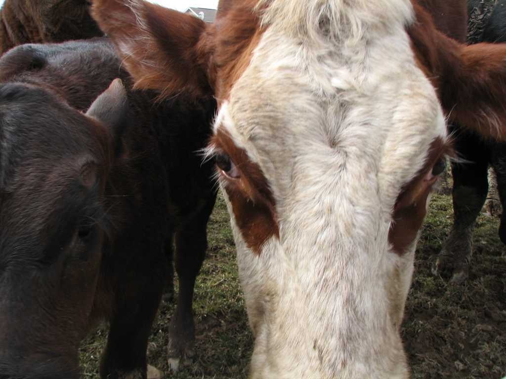 Cattle Labeled Image Dataset | images.cv