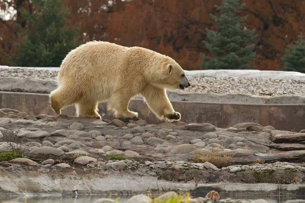 Polar bear Labeled Image Dataset | images.cv