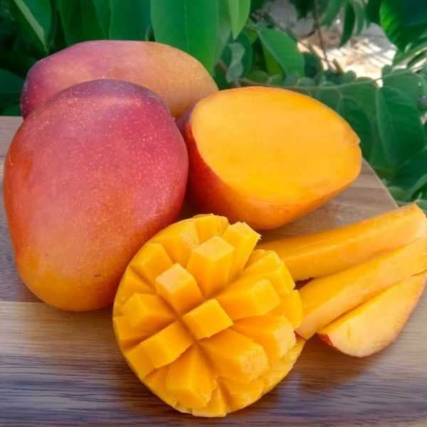 Mango Labeled Image Dataset | images.cv