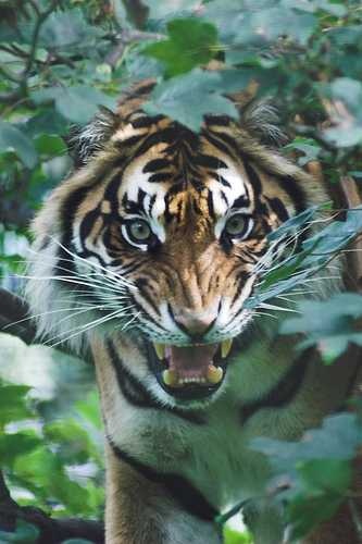 Tiger Labeled Image Dataset | images.cv