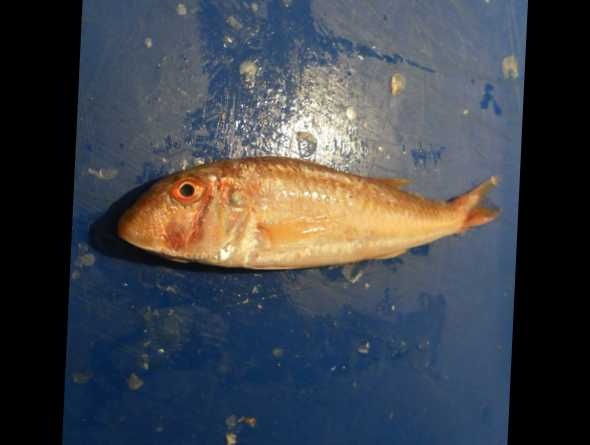 Fish Labeled Image Dataset | images.cv