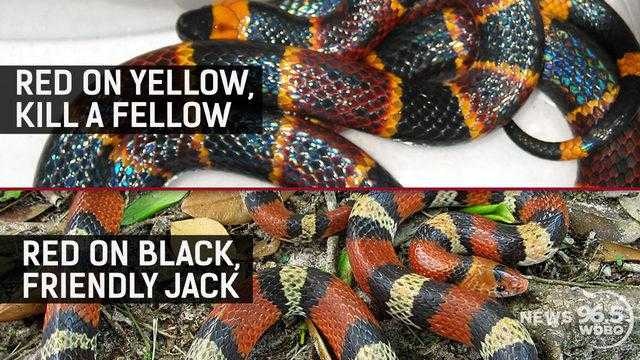 Snake Labeled Image Dataset | images.cv