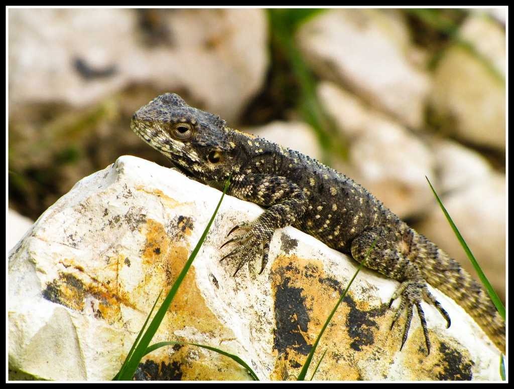 Lizard Labeled Image Dataset | images.cv