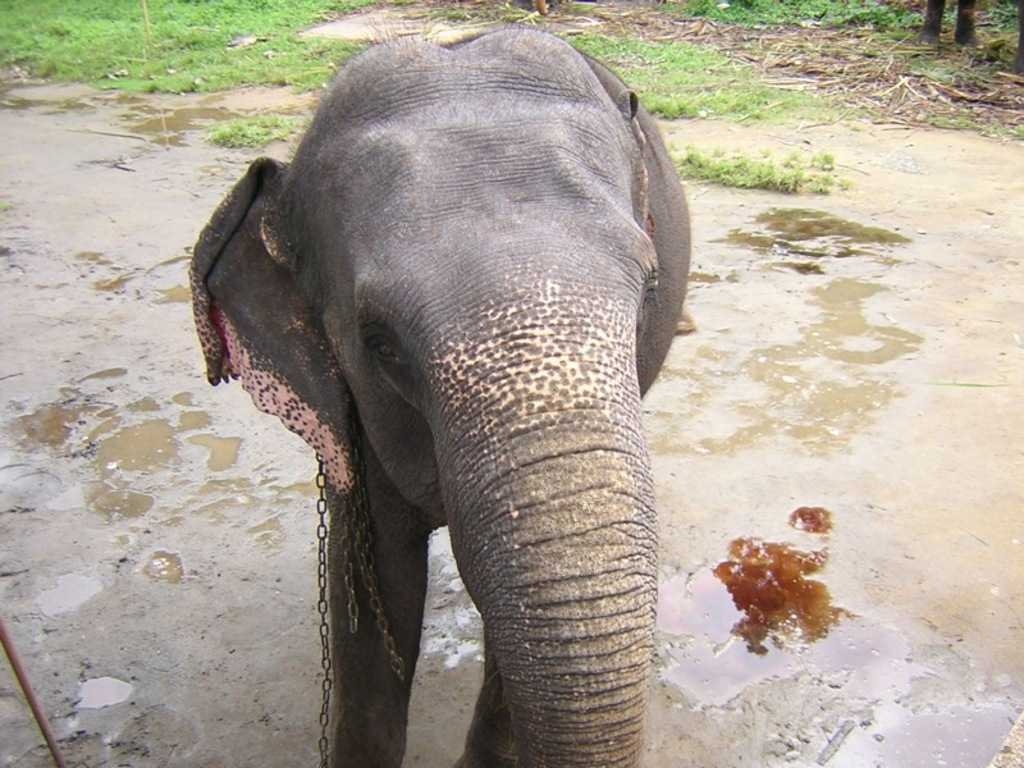 Elephant Labeled Image Dataset | images.cv