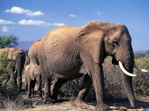 African elephant labeled image dataset | images.cv