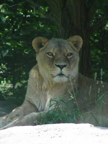 Lion Labeled Image Dataset | images.cv