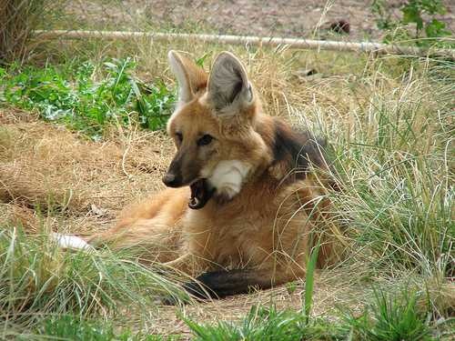 Red wolf Labeled Image Dataset | images.cv