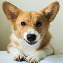 Download Corgi labeled image classifcation dataset labeled image dataset