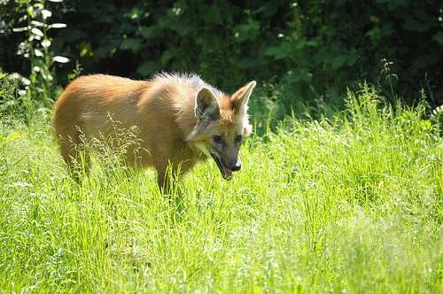 Red wolf Labeled Image Dataset | images.cv