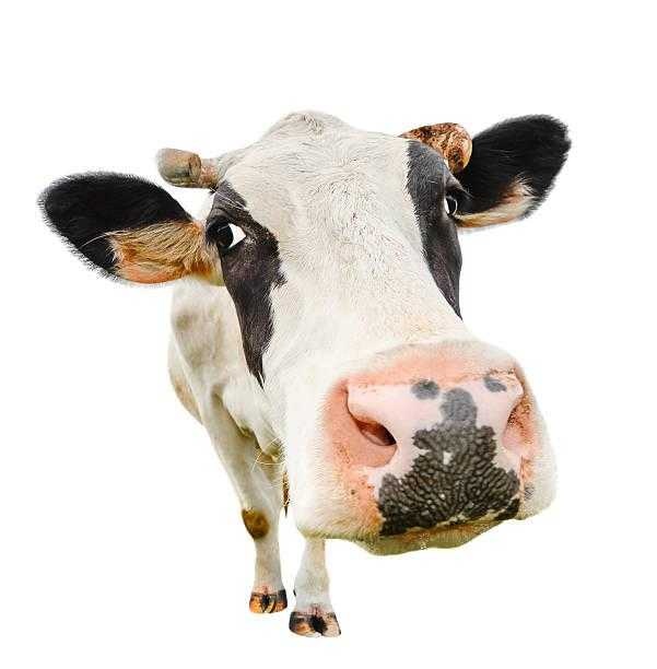 Cow Labeled Image Dataset | images.cv
