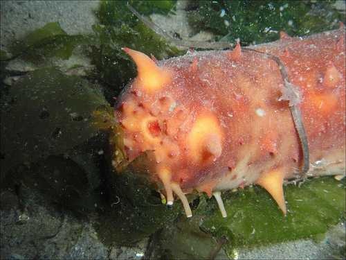 Sea cucumber Labeled Image Dataset | images.cv