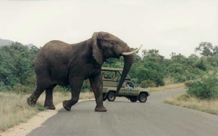 African elephant labeled image dataset | images.cv