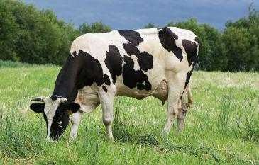 Cow labeled image dataset | images.cv