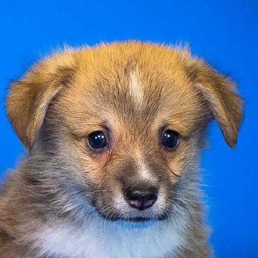 Dog labeled image dataset | images.cv