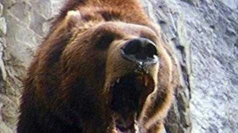 Bear Labeled Image Dataset | images.cv