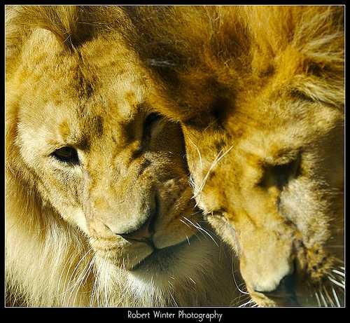 Lion Labeled Image Dataset | images.cv