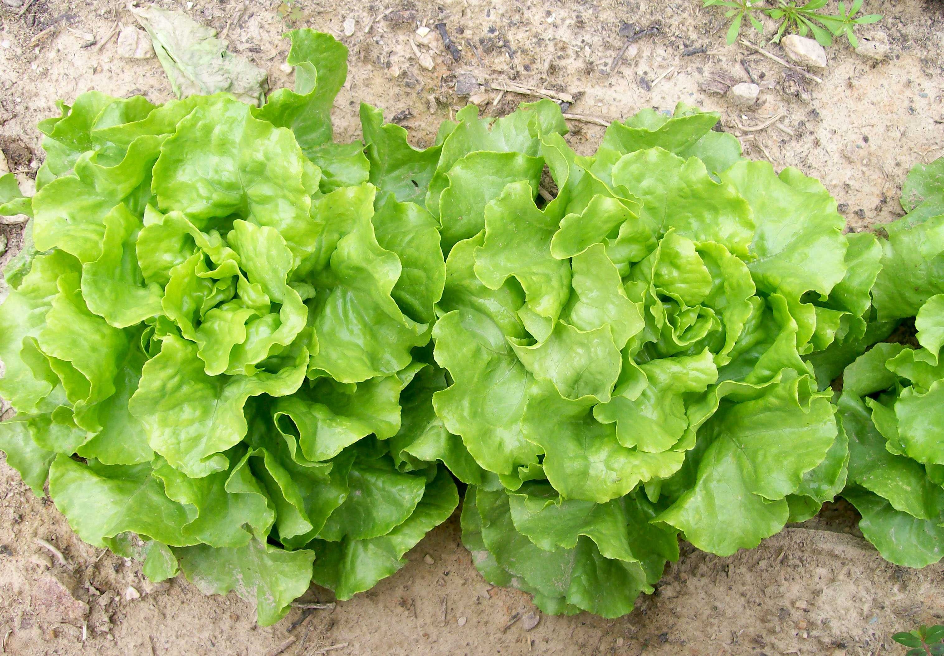 Lettuce Labeled Image Dataset | images.cv
