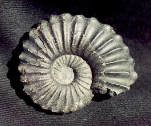 Chambered nautilus Labeled Image Dataset | images.cv