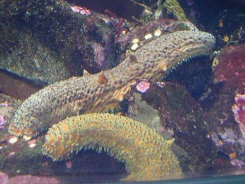 Sea cucumber Labeled Image Dataset | images.cv