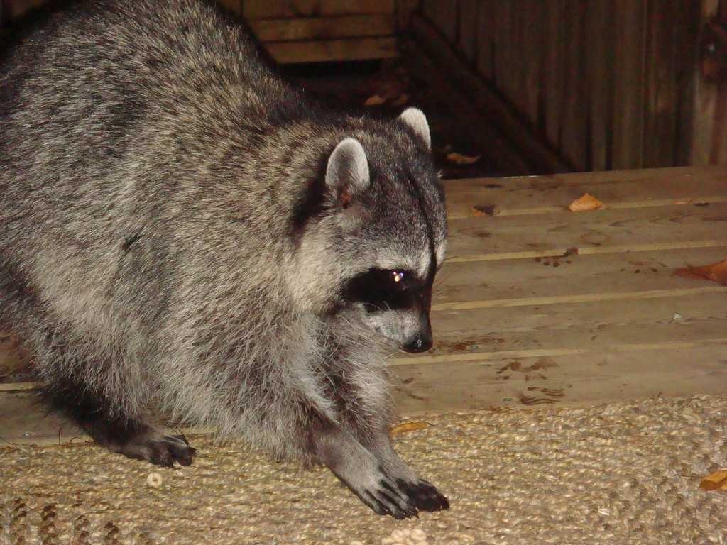 Raccoon Labeled Image Dataset | images.cv