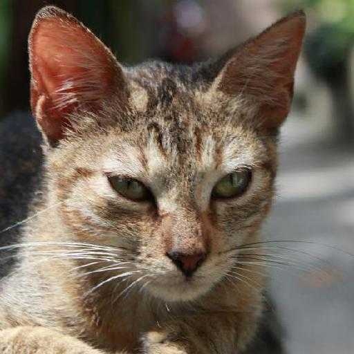 Cat Labeled Image Dataset | images.cv