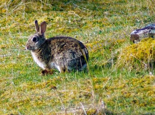 Rabbit Labeled Image Dataset | images.cv