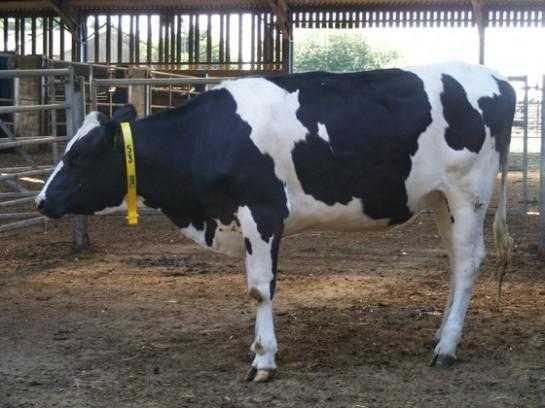 Cow Labeled Image Dataset | images.cv