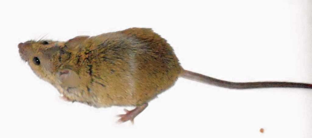 Mouse Labeled Image Dataset | images.cv