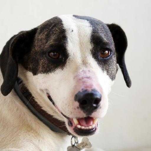 Dog Labeled Image Dataset | images.cv