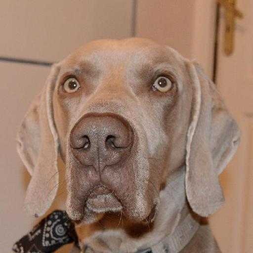 Dog face Labeled Image Dataset | images.cv
