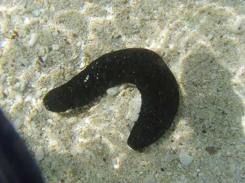 Sea cucumber Labeled Image Dataset | images.cv
