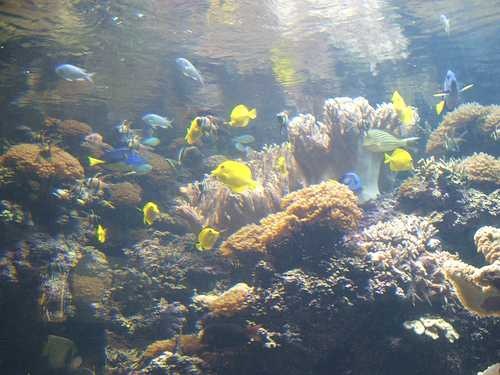 Coral reef Labeled Image Dataset | images.cv