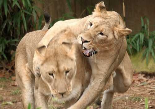 Lion Labeled Image Dataset | images.cv