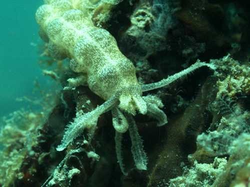 Sea cucumber Labeled Image Dataset | images.cv