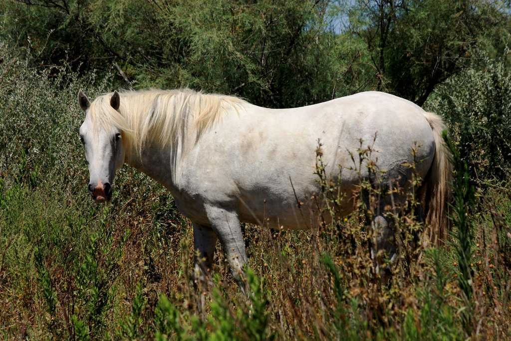 Horse Labeled Image Dataset | images.cv