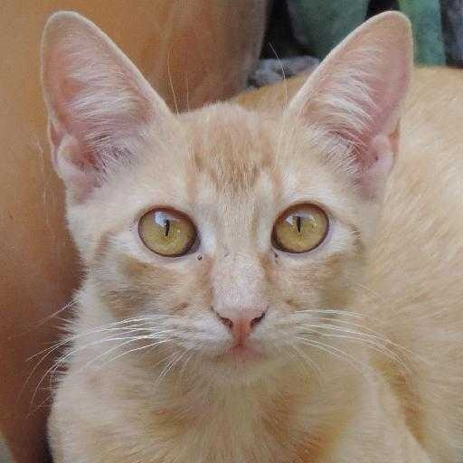 Cat labeled image dataset | images.cv