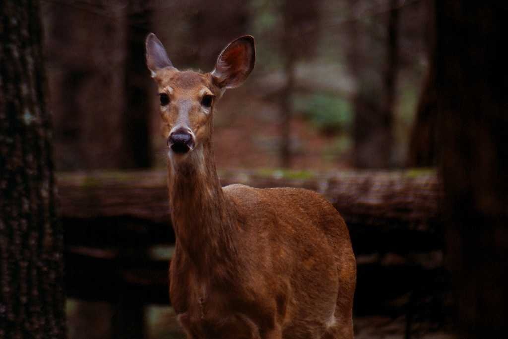 Deer Labeled Image Dataset | images.cv