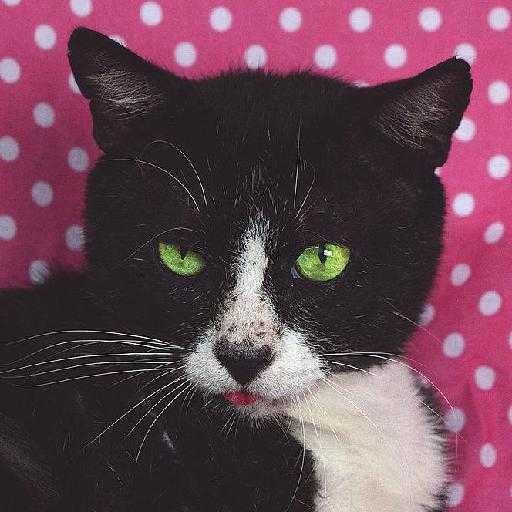 Cat Labeled Image Dataset | images.cv