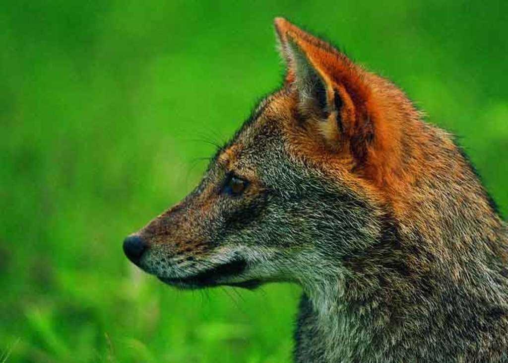 Fox labeled image dataset | images.cv