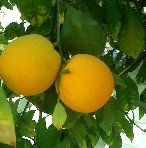 Orange Labeled Image Dataset | images.cv