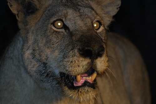 Lion Labeled Image Dataset | images.cv