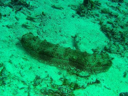Sea cucumber Labeled Image Dataset | images.cv