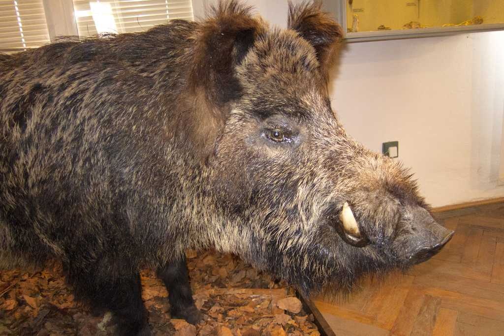 Pig Labeled Image Dataset | images.cv