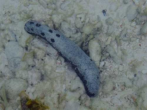 Sea cucumber Labeled Image Dataset | images.cv