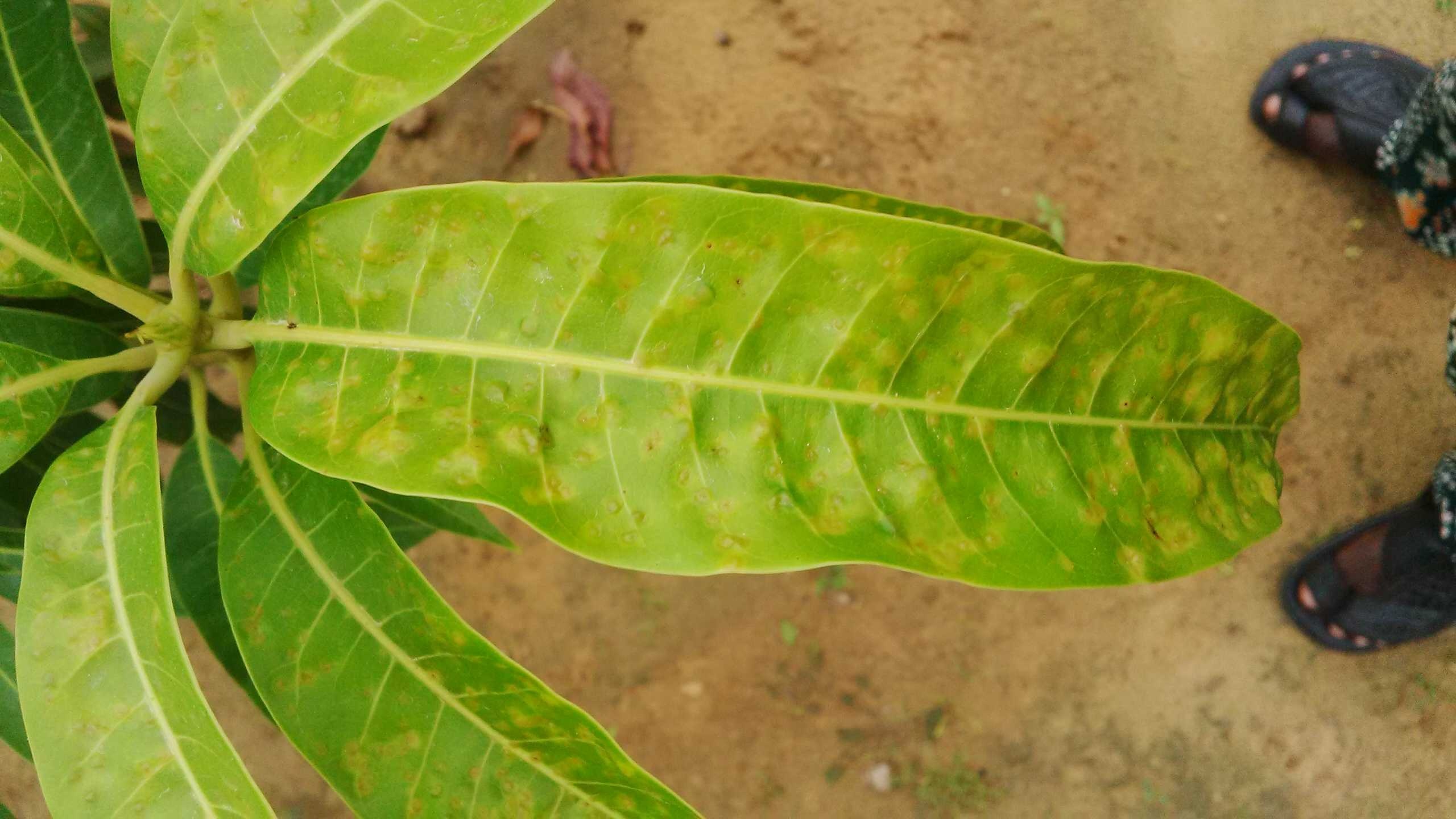 Mango Labeled Image Dataset | images.cv