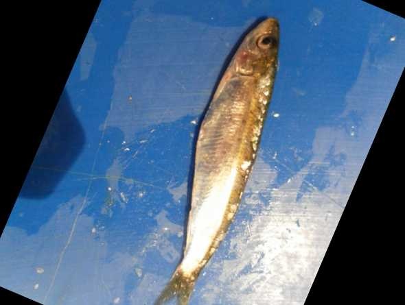 Fish Labeled Image Dataset | images.cv