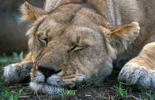 Lion Labeled Image Dataset | images.cv