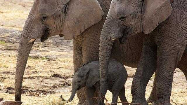 Elephant Labeled Image Dataset | images.cv